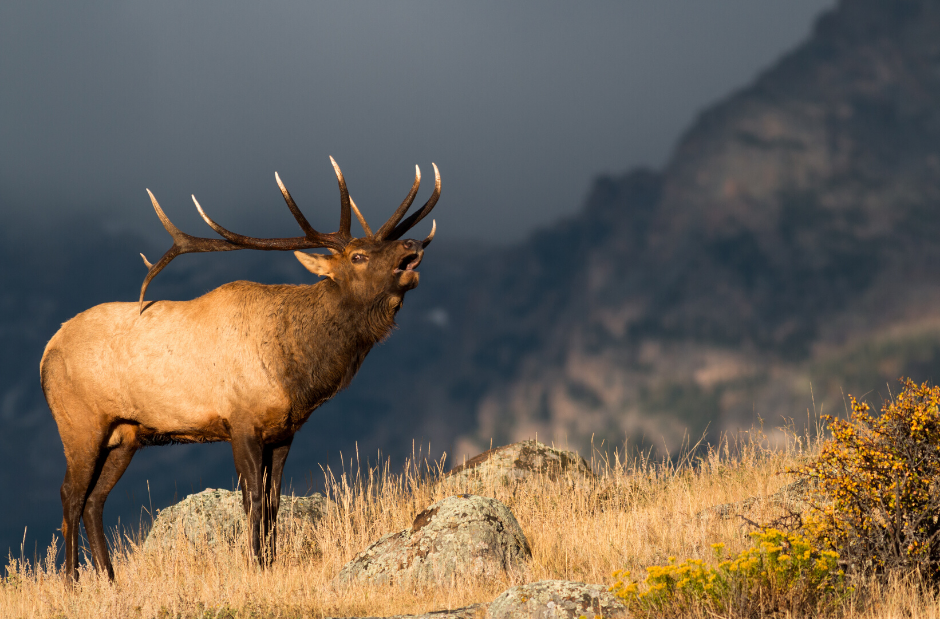 Native American Animals: the Elk, a Protector and Relative