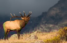 Native American Animals: the Elk, a Protector and Relative