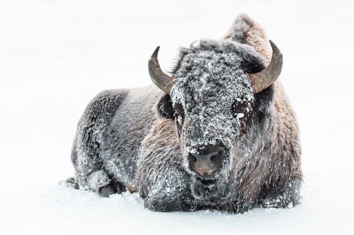Native American Animals: the buffalo (tatanka) provided “life”