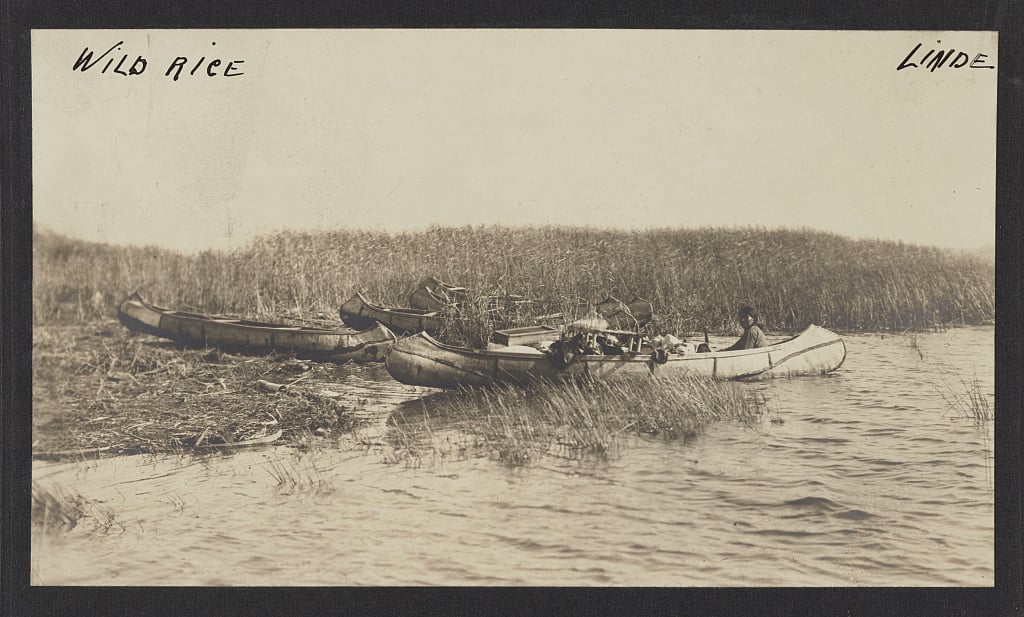 The History and Culture of the Ojibwe (Chippewa) Tribe